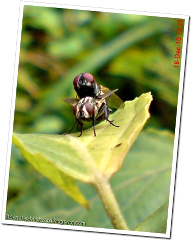 House Fly ( Musca domestica ) Mating – Lalat Rumah Kawin